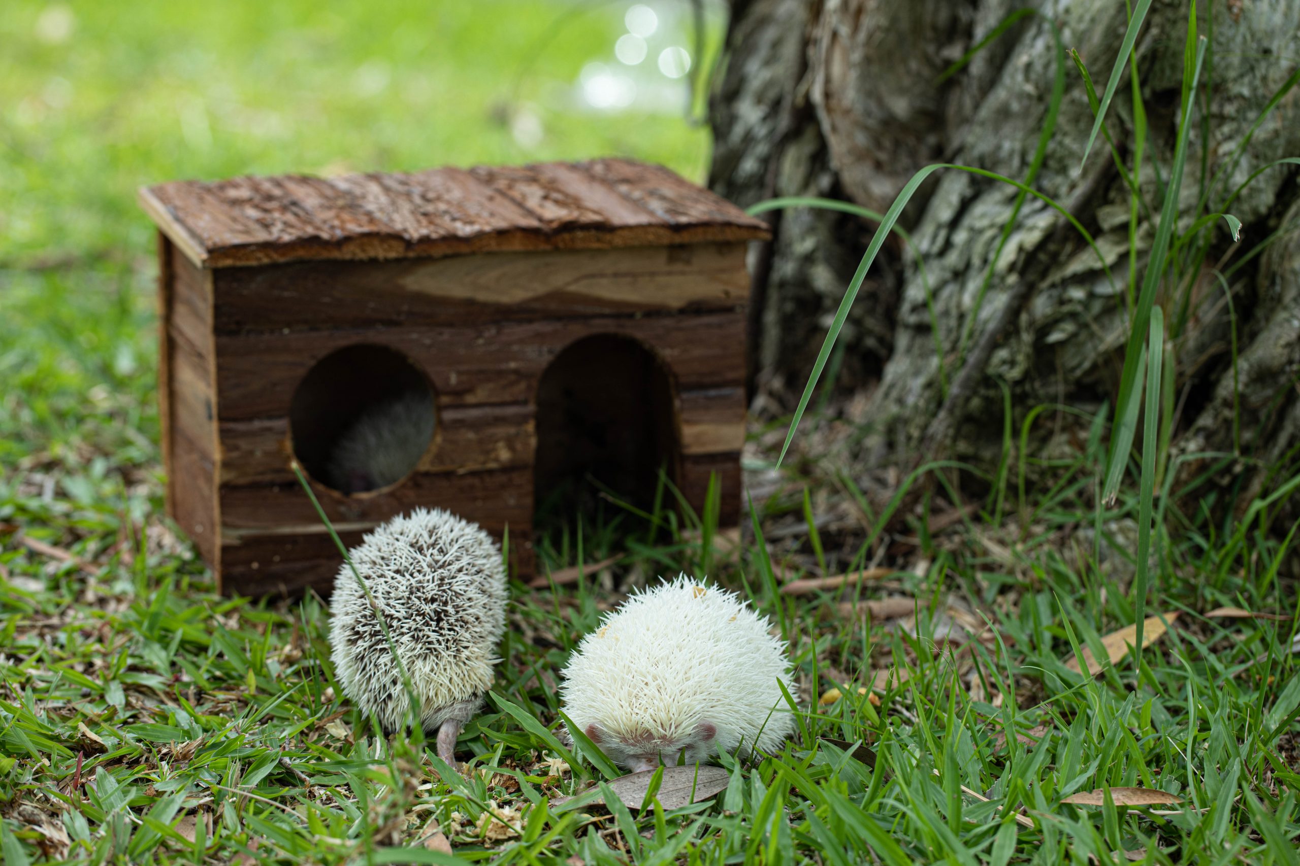 About The Zoo - Little Kingdom Petting Zoo