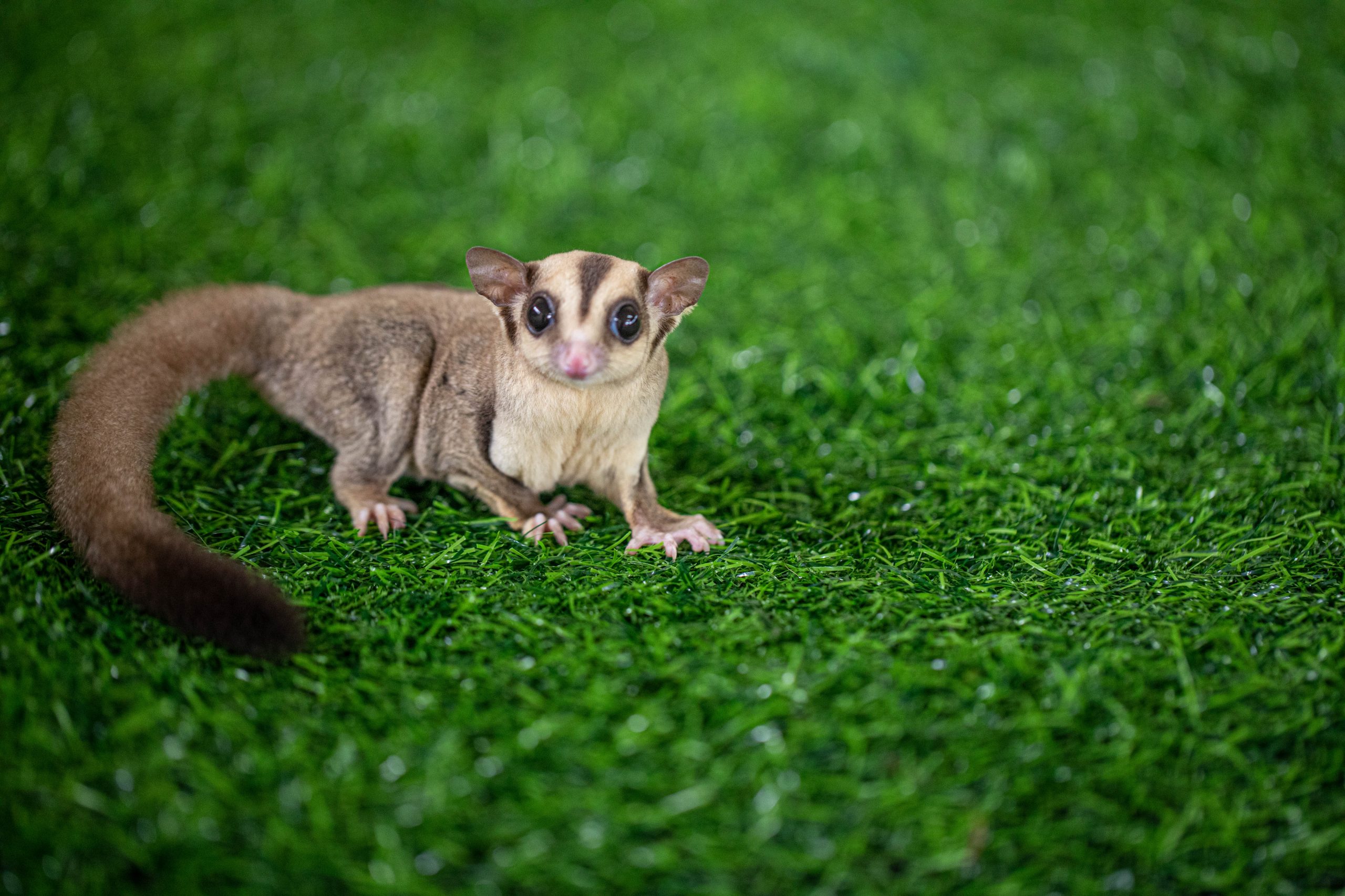 About The Zoo - Little Kingdom Petting Zoo