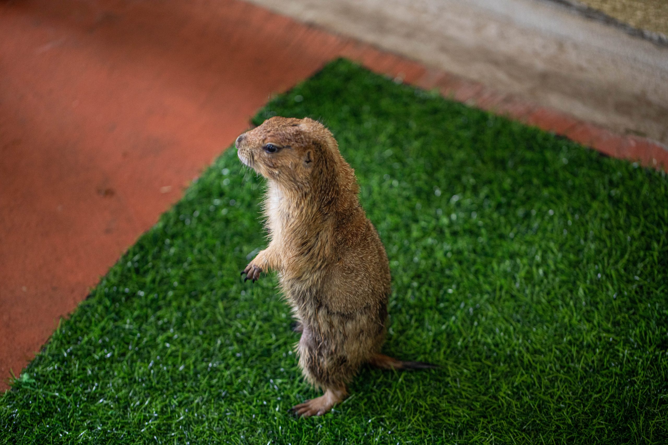 About The Zoo - Little Kingdom Petting Zoo