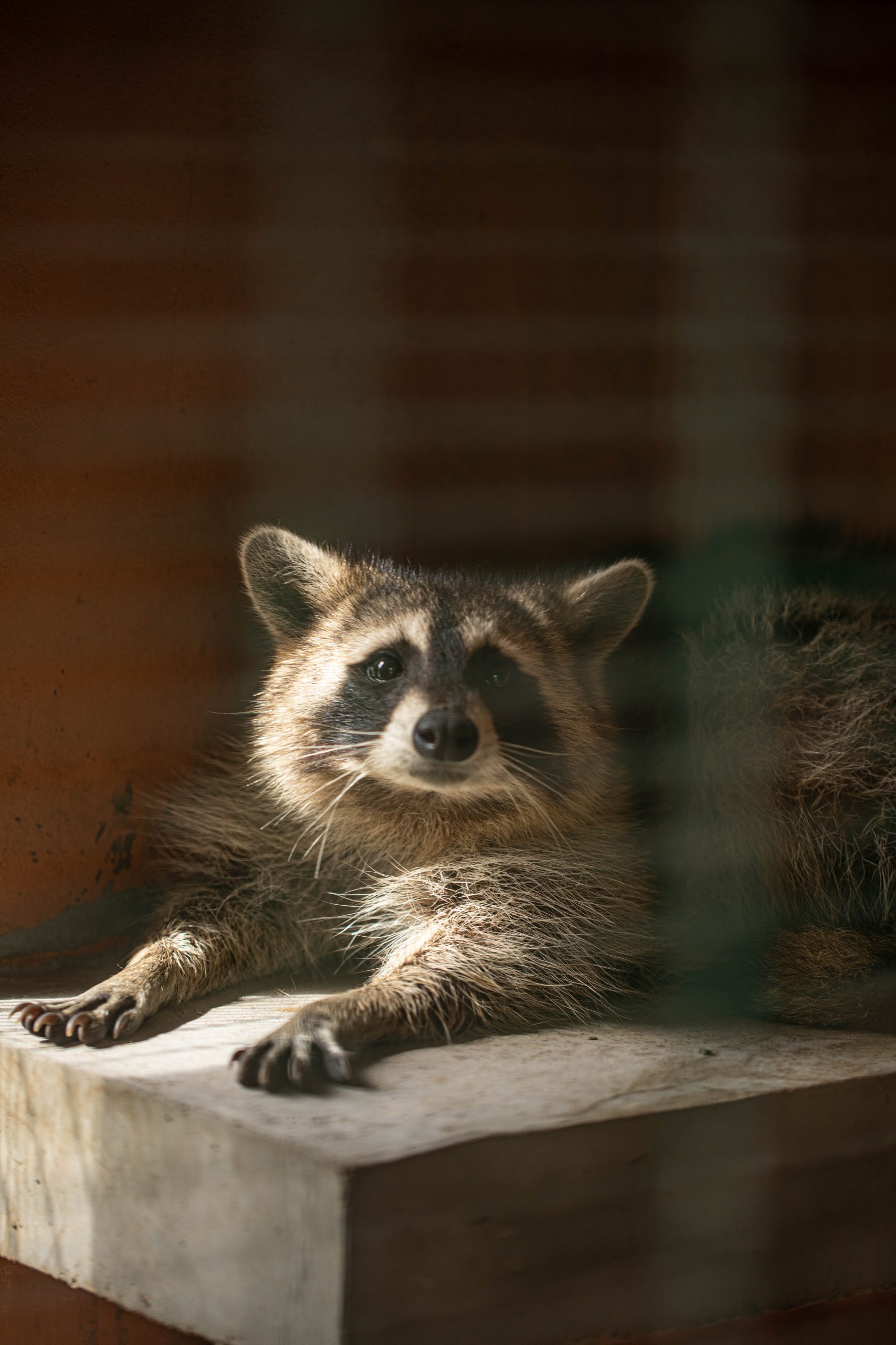 About The Zoo - Little Kingdom Petting Zoo