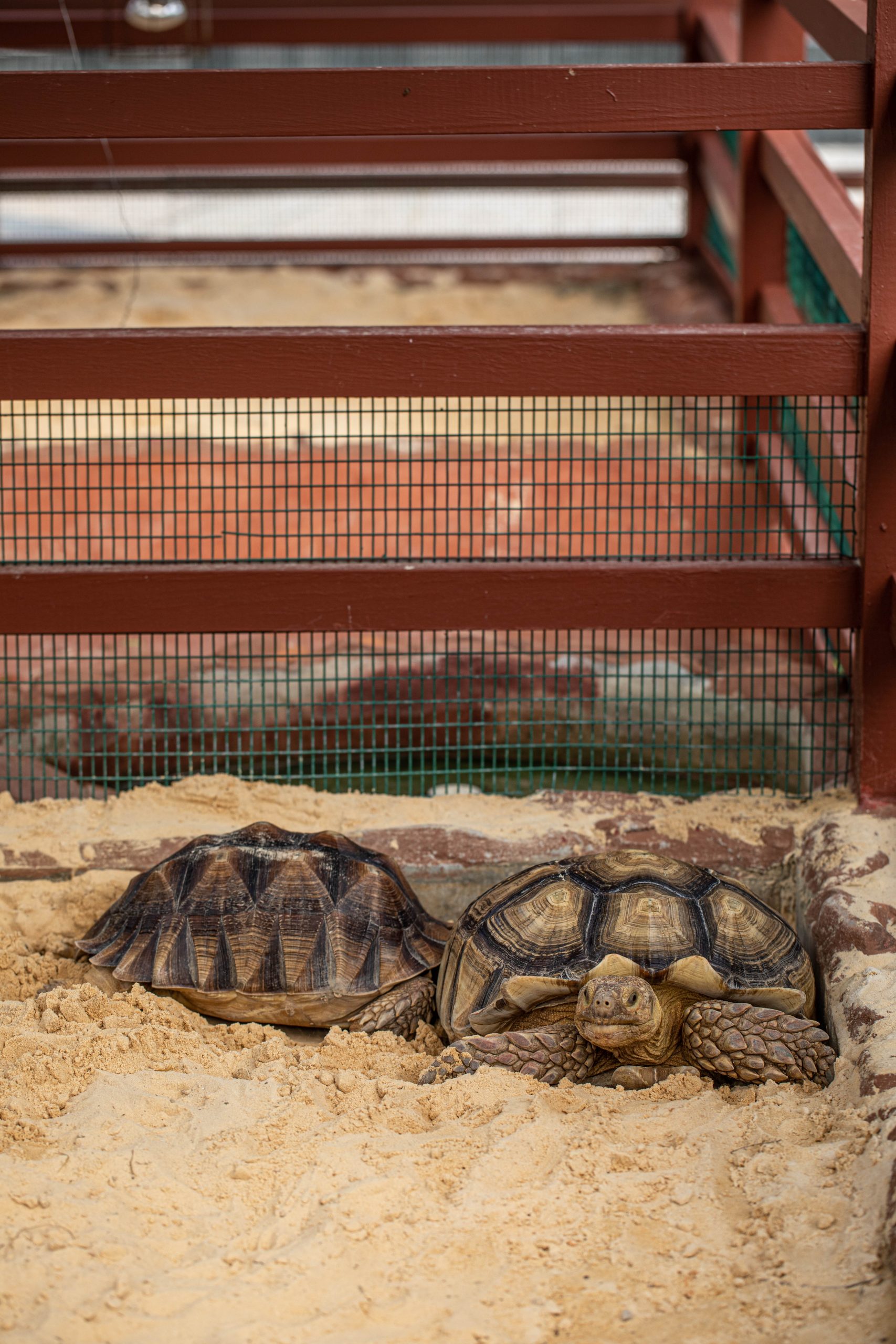 About The Zoo - Little Kingdom Petting Zoo