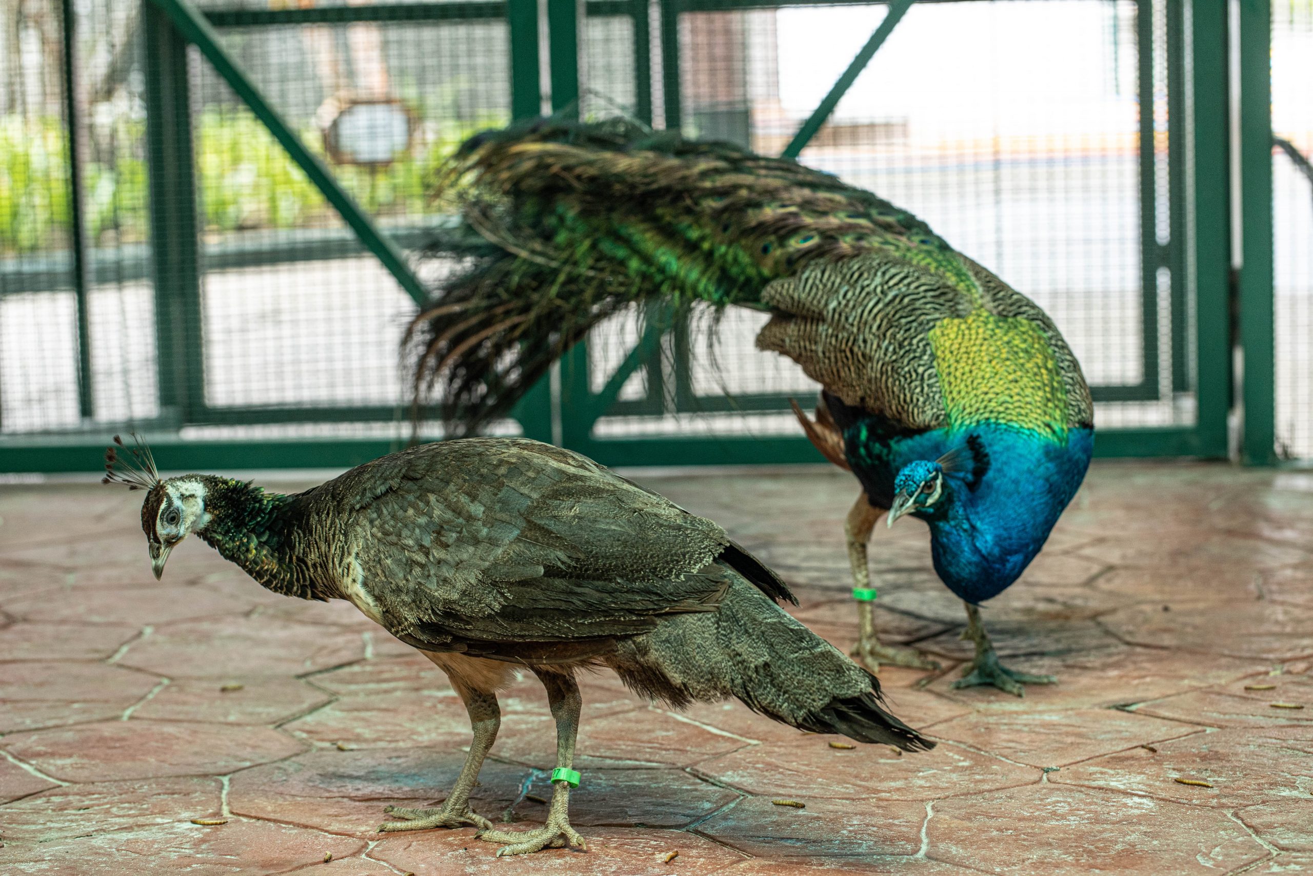 About The Zoo - Little Kingdom Petting Zoo